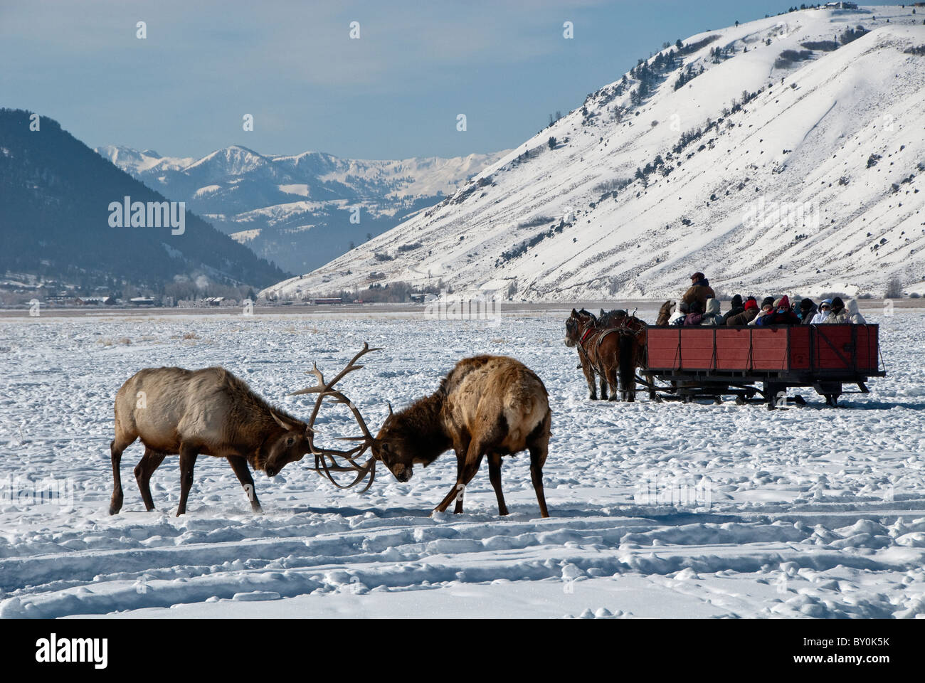 Sleigh Ride and elk National Elk Refuge Wyoming USA Stock Photo - Alamy