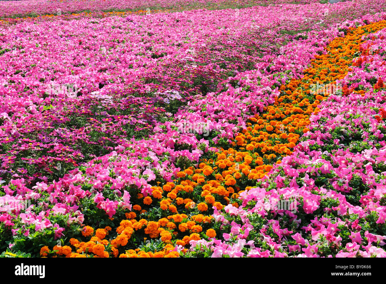 Garden full of many kinds of flowers Stock Photo - Alamy