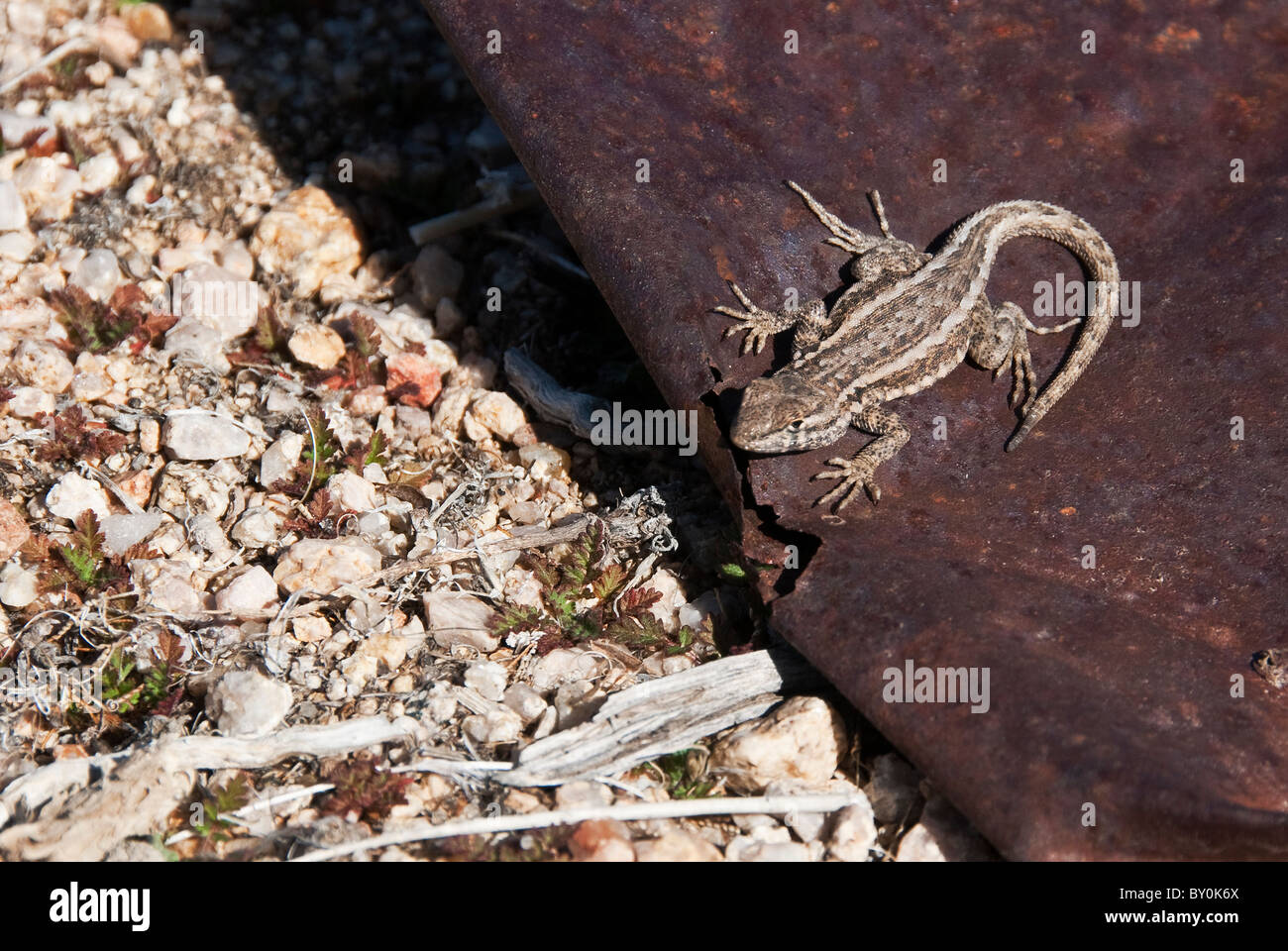 Western fence hi-res stock photography and images - Alamy