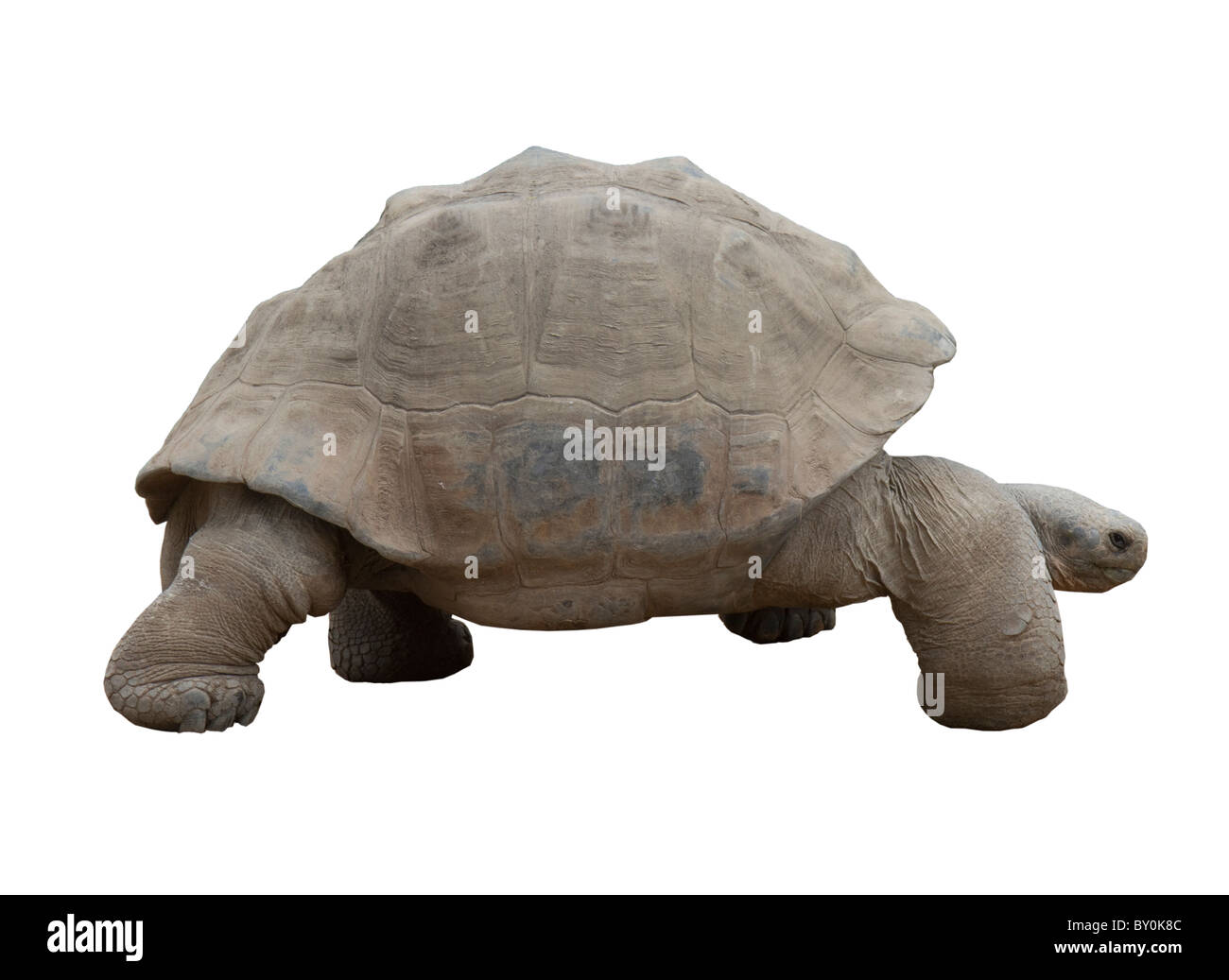 Galapagos giant tortoise side view Cut Out Stock Images & Pictures - Alamy