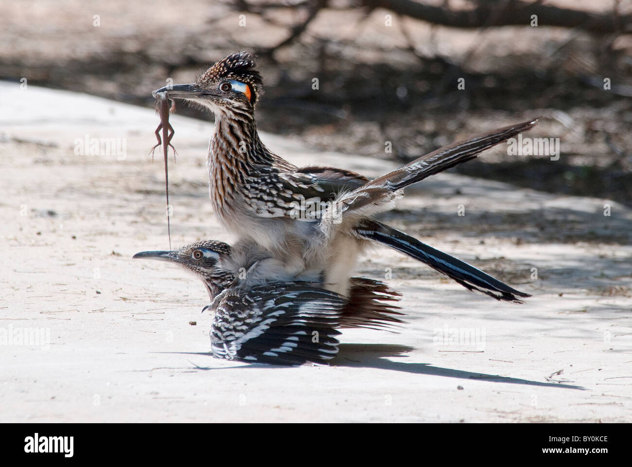 Roadrunner lizard hi-res stock photography and images - Alamy