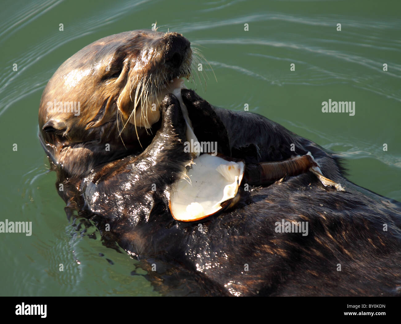 Sea otter eating hi-res stock photography and images - Alamy