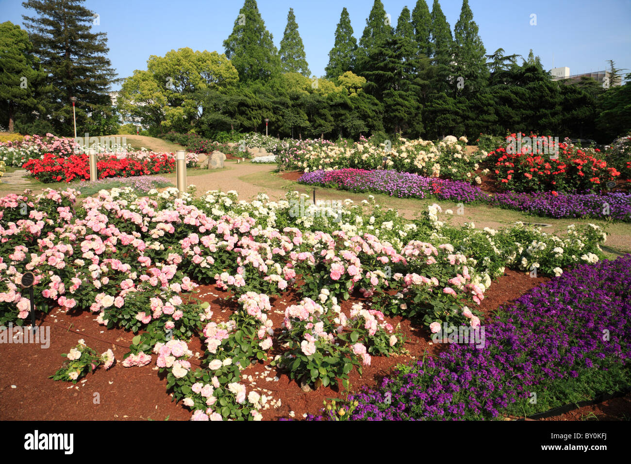 Rose Garden of Utsubo Park, Osaka, Osaka, Japan Stock Photo - Alamy