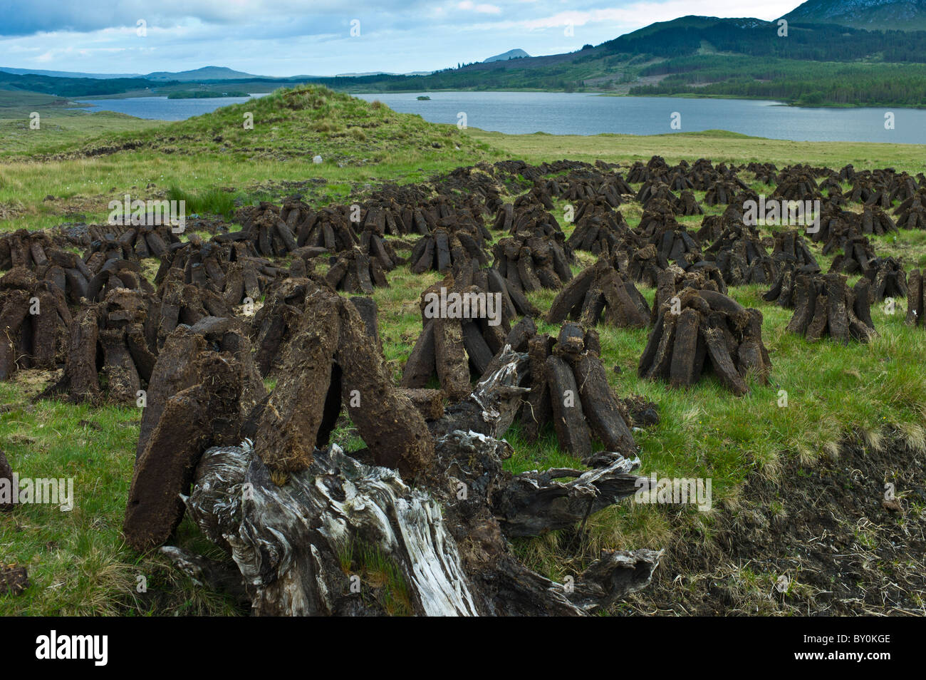 Stacks of turf, in process called footing, drying on peat bog, by Lough ...