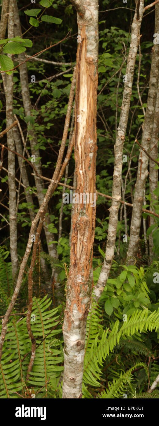 The incisor scrapes of elk on a tree from feeding on the inner bark ...