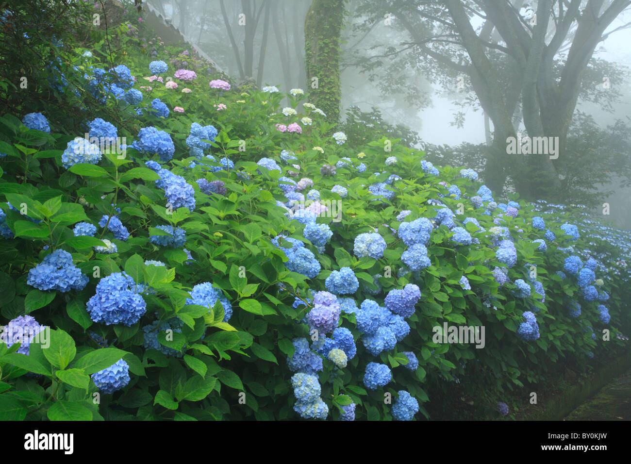 Japan Sunset Cityscape Flowers Hill Trees Hydrangea