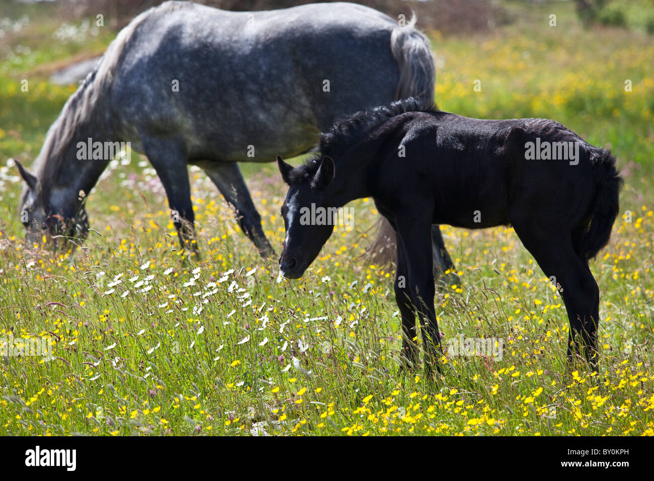Connemara pony grey mare and foal in buttercup meadow, Connemara ...