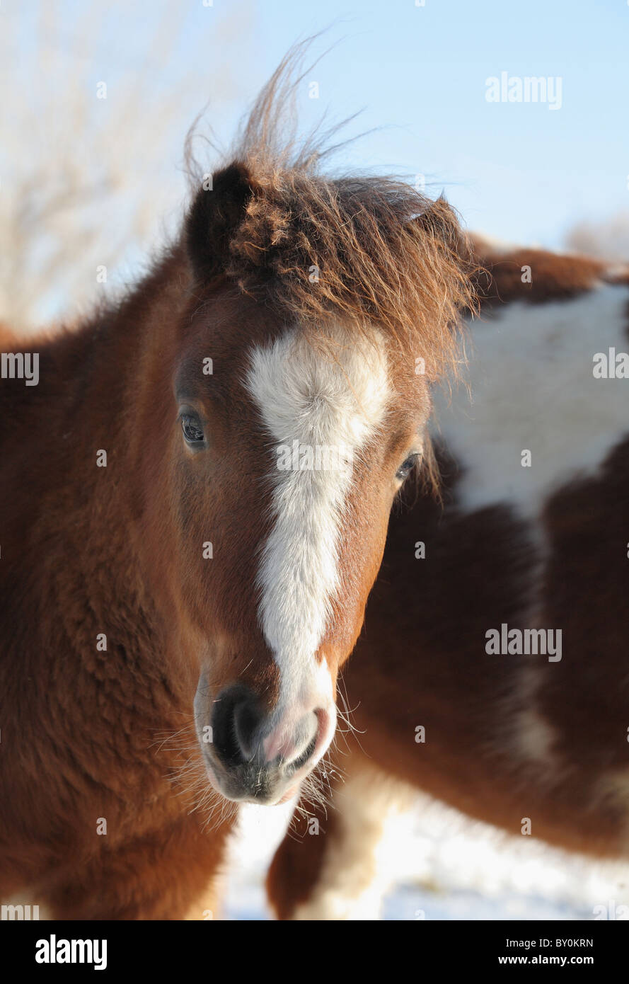 Young brown baby pony hi-res stock photography and images - Alamy