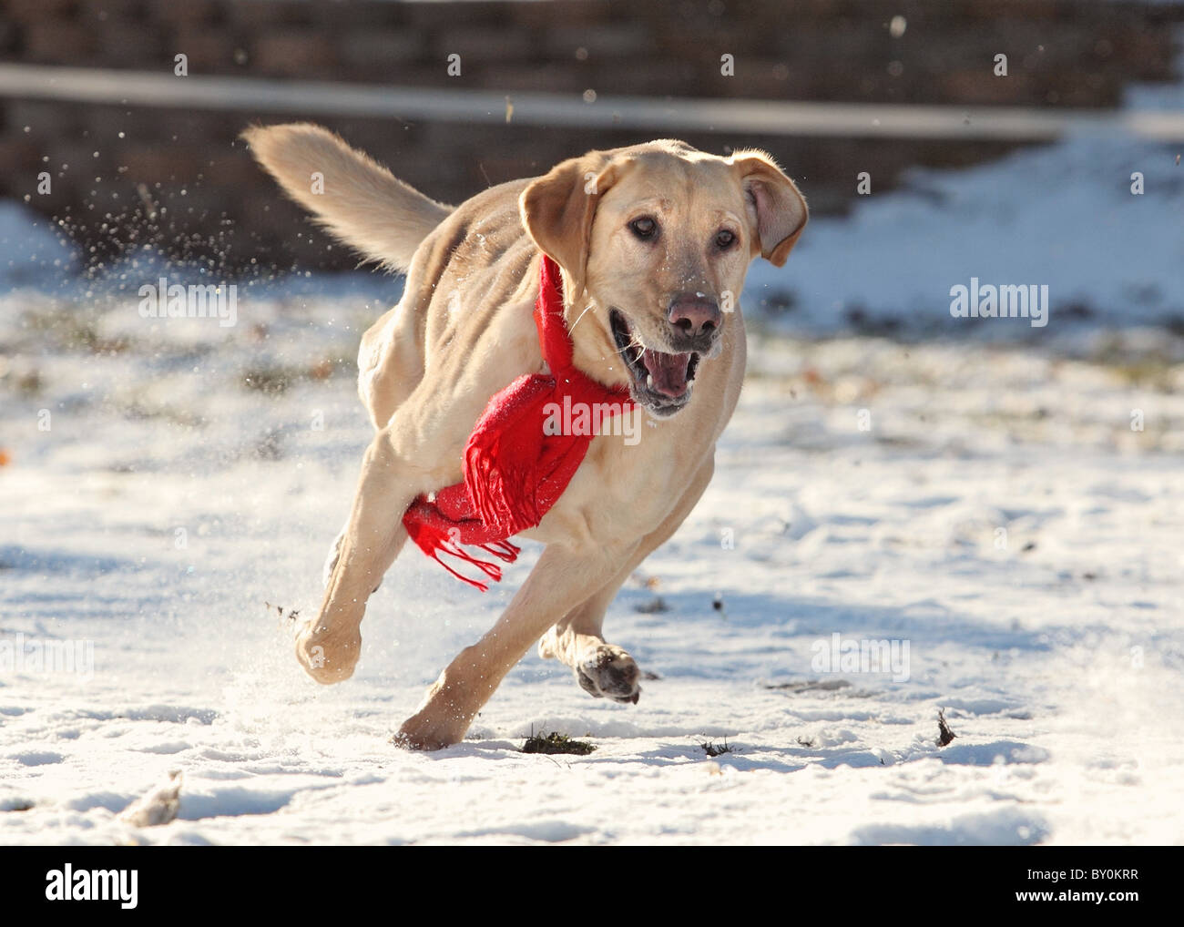 Fast lab hi-res stock photography and images - Alamy