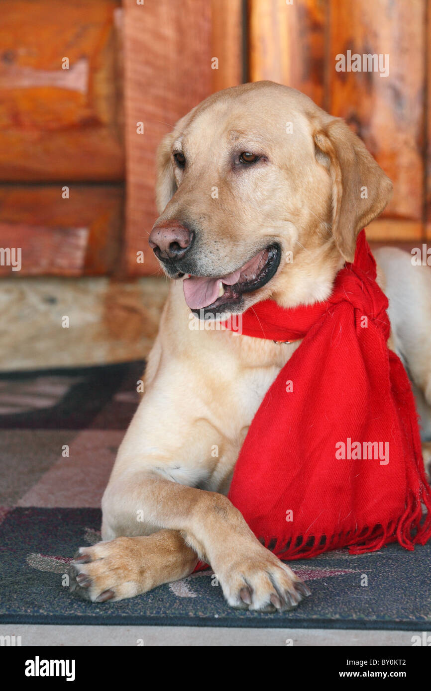 relaxed yellow lab with legs crossed sitting on porch Stock Photo - Alamy
