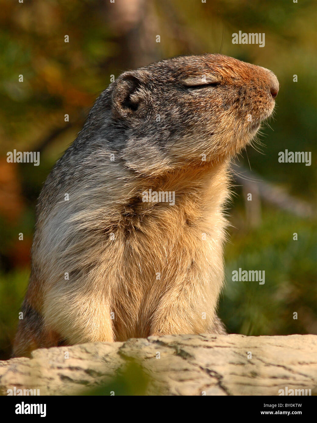 A Columbian Ground Squirrel basking in the morning sun Stock Photo - Alamy