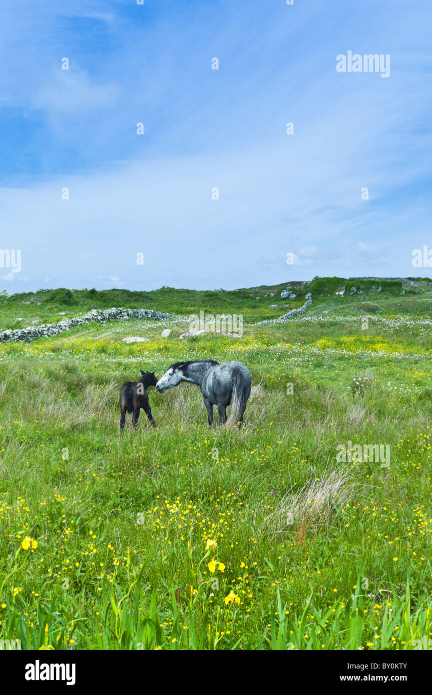 Connemara pony grey mare and foal in buttercup meadow, Connemara ...