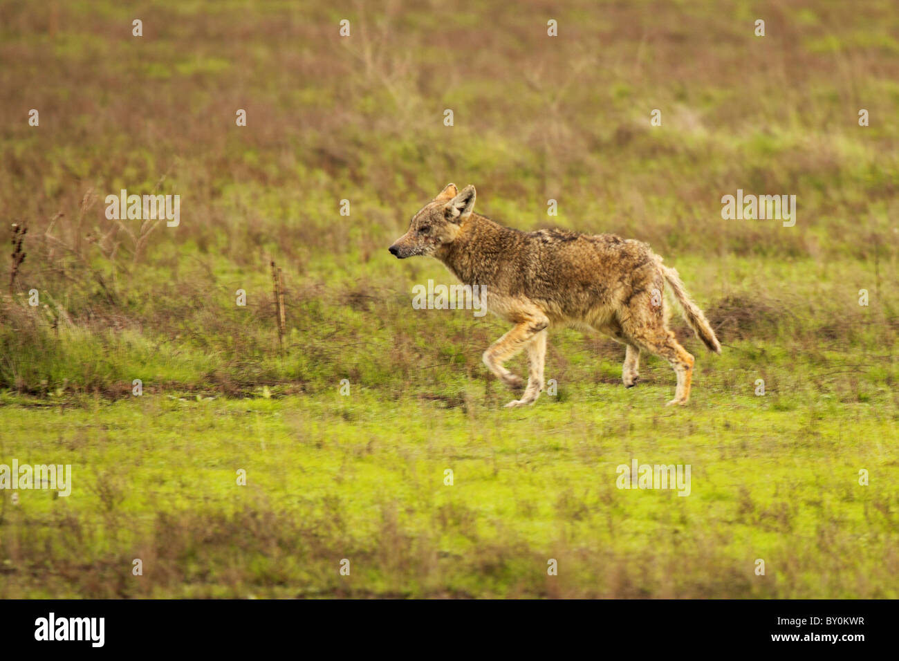 Mange disease hi-res stock photography and images - Alamy