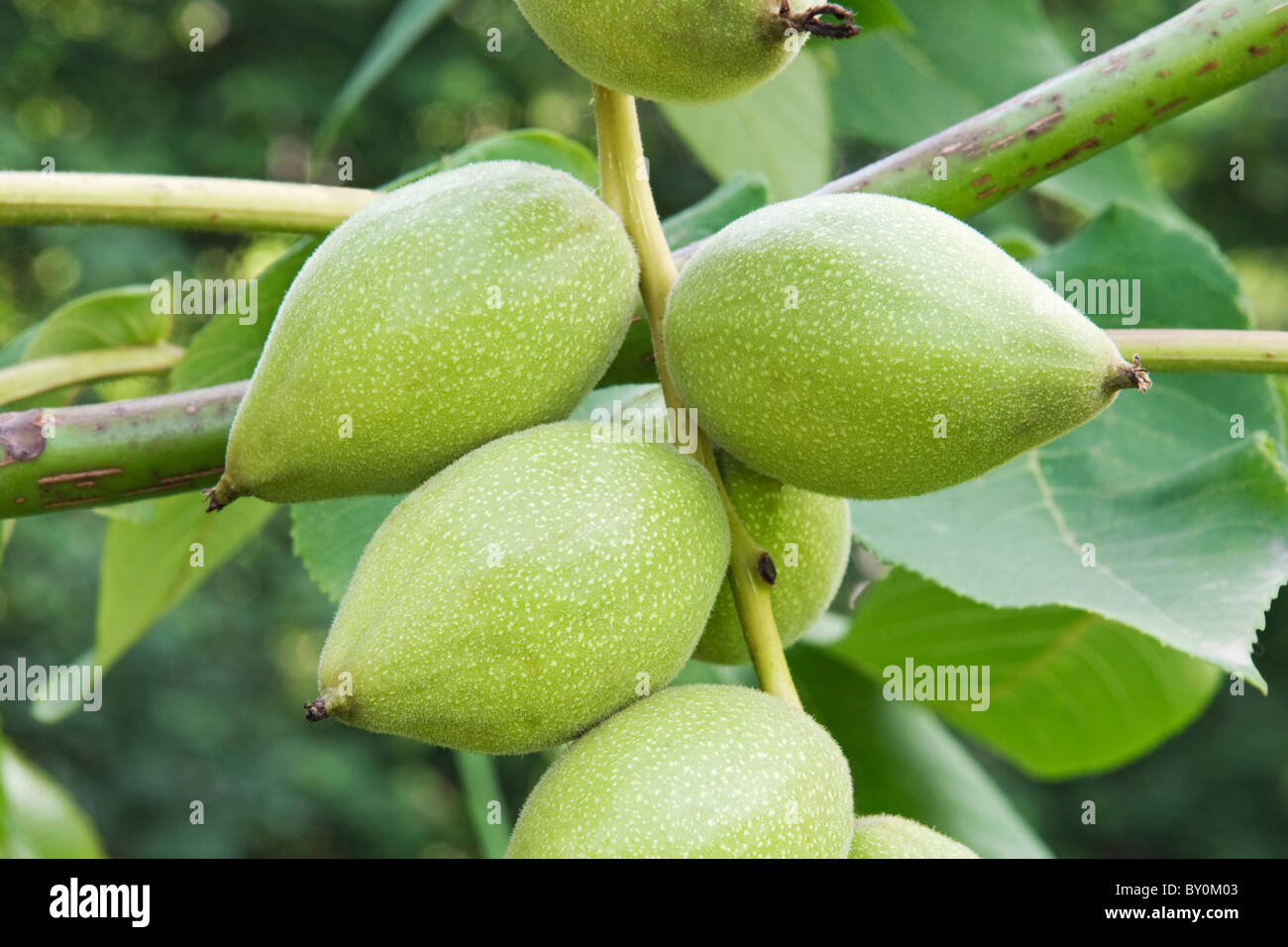 Reproductive structures hi-res stock photography and images - Alamy