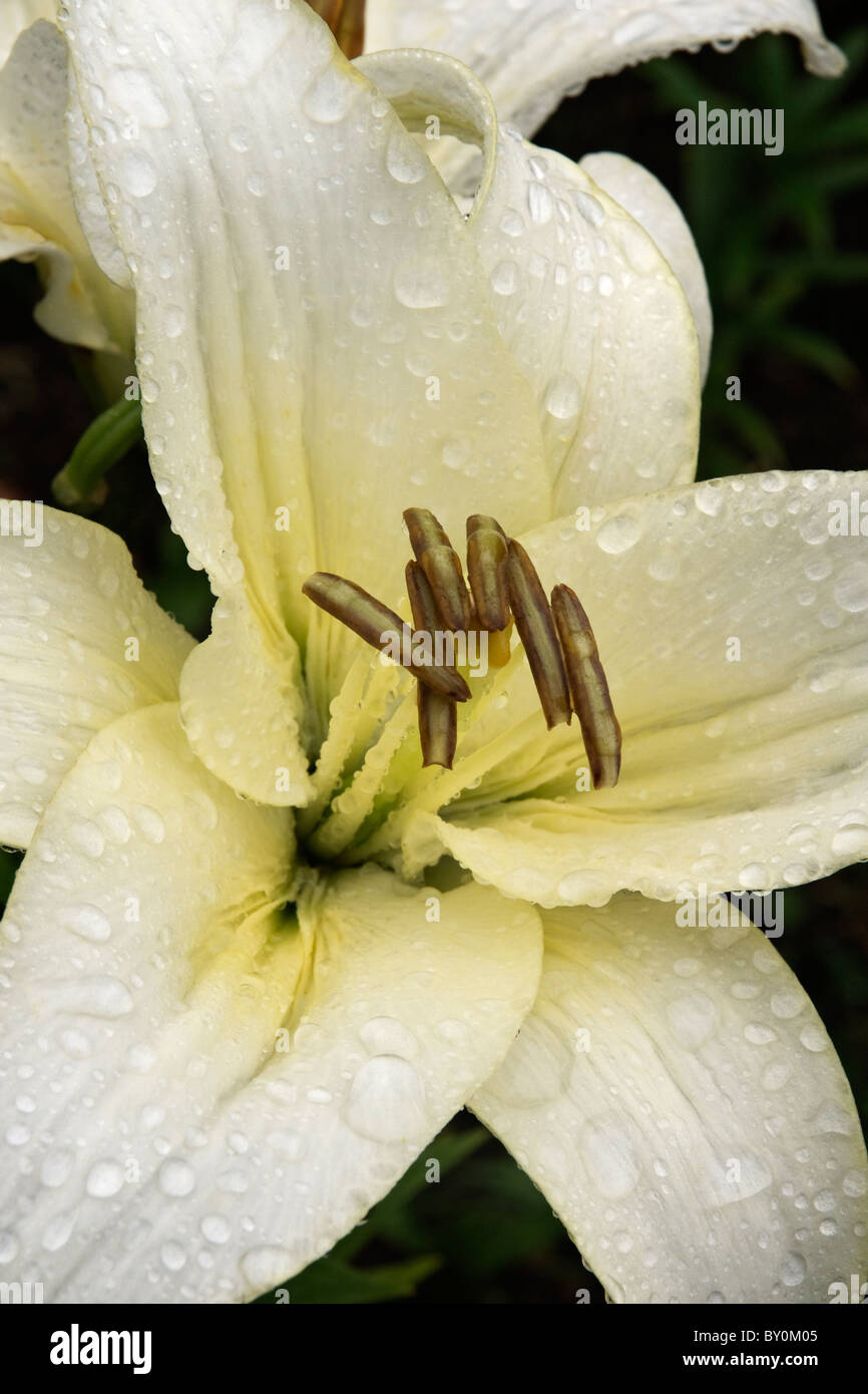 Lily flower (Lilium sp.), hybrid form Stock Photo - Alamy
