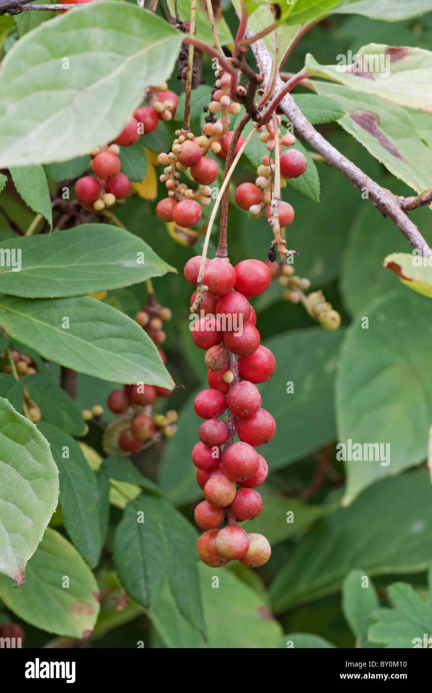 Schisandraceae hi-res stock photography and images - Alamy