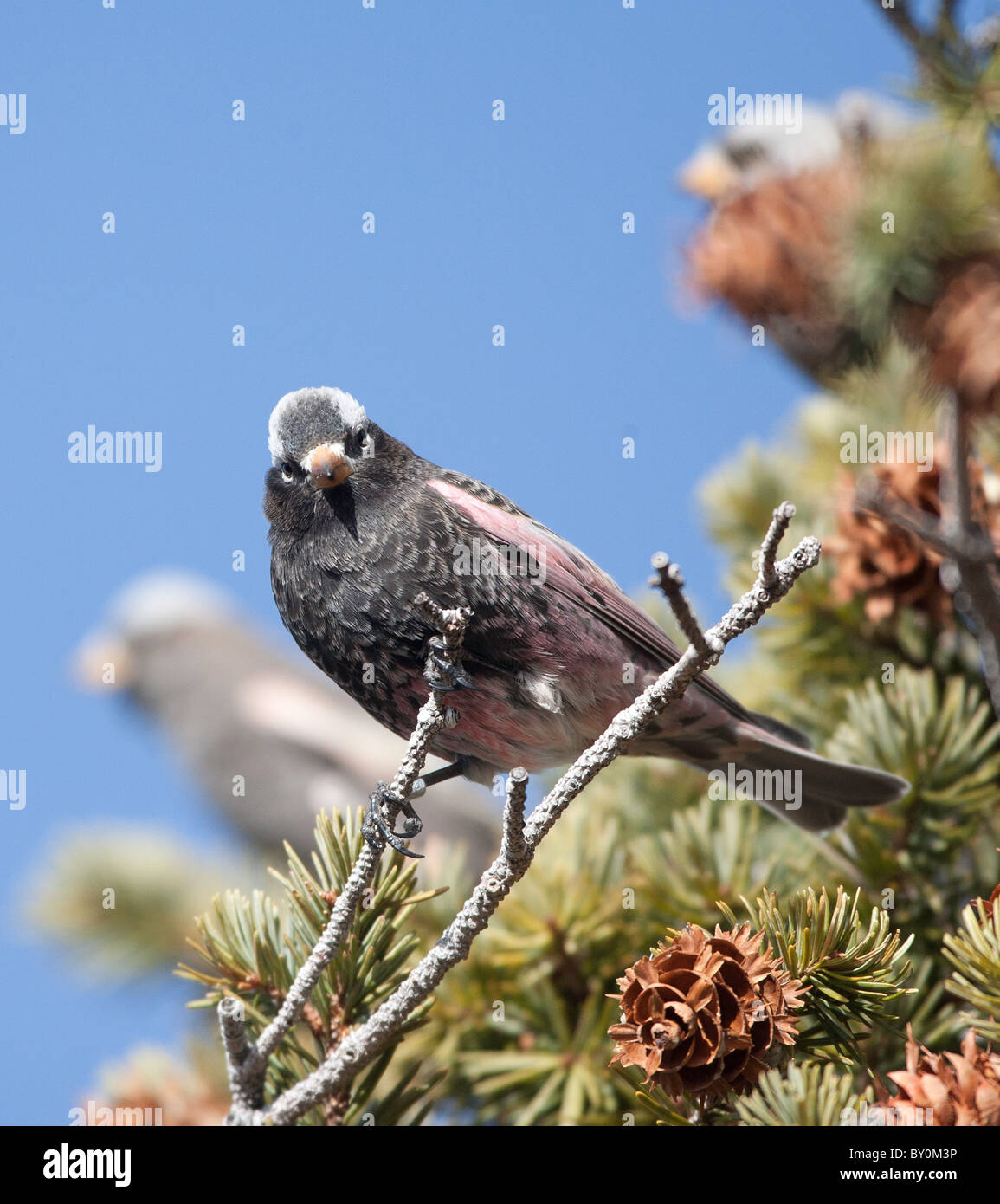Black Rosy Finch Stock Photo - Alamy