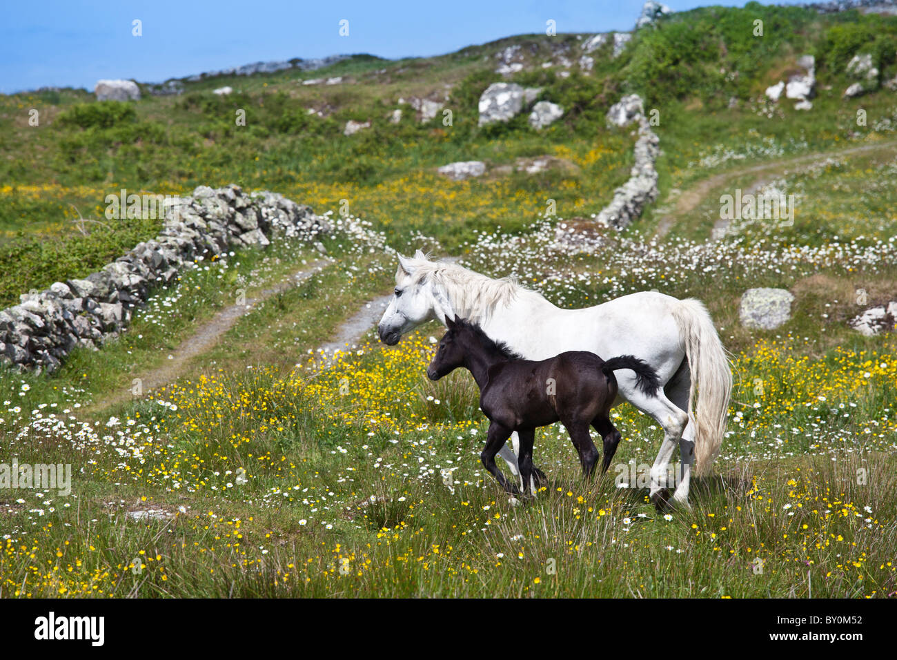 Connemara pony grey mare and foal in buttercup meadow, Connemara ...