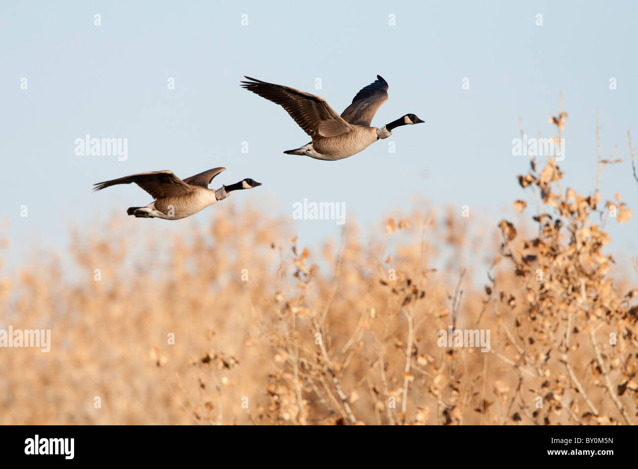 Canada Geese in Flight Stock Photo - Alamy
