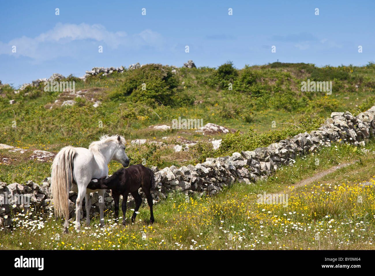 Connemara pony hi-res stock photography and images - Alamy