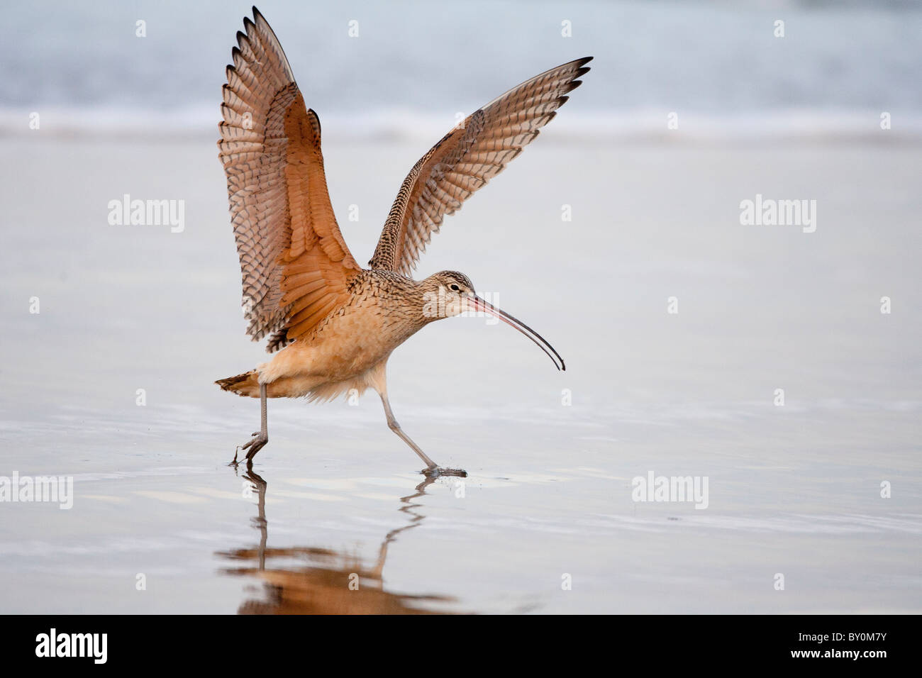 Curlew wings hi-res stock photography and images - Alamy