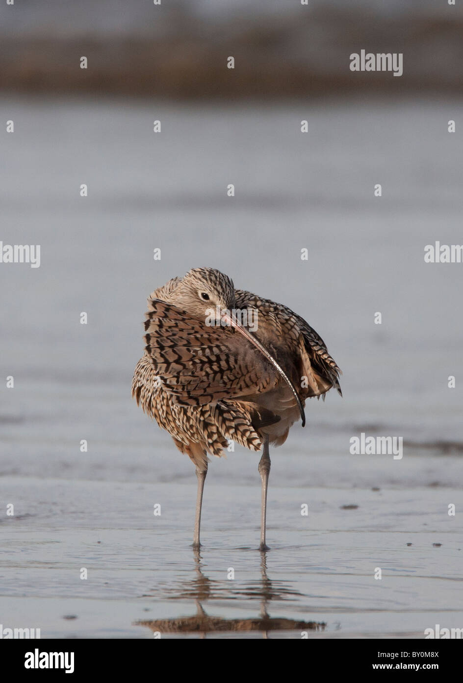 Long billed curlew vertical hi-res stock photography and images - Alamy