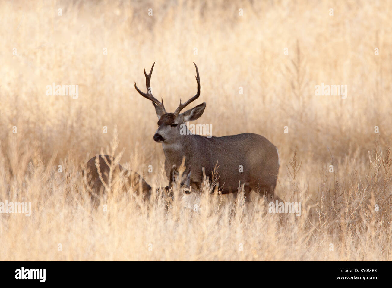 Mule Deer Buck and Doe Stock Photo - Alamy
