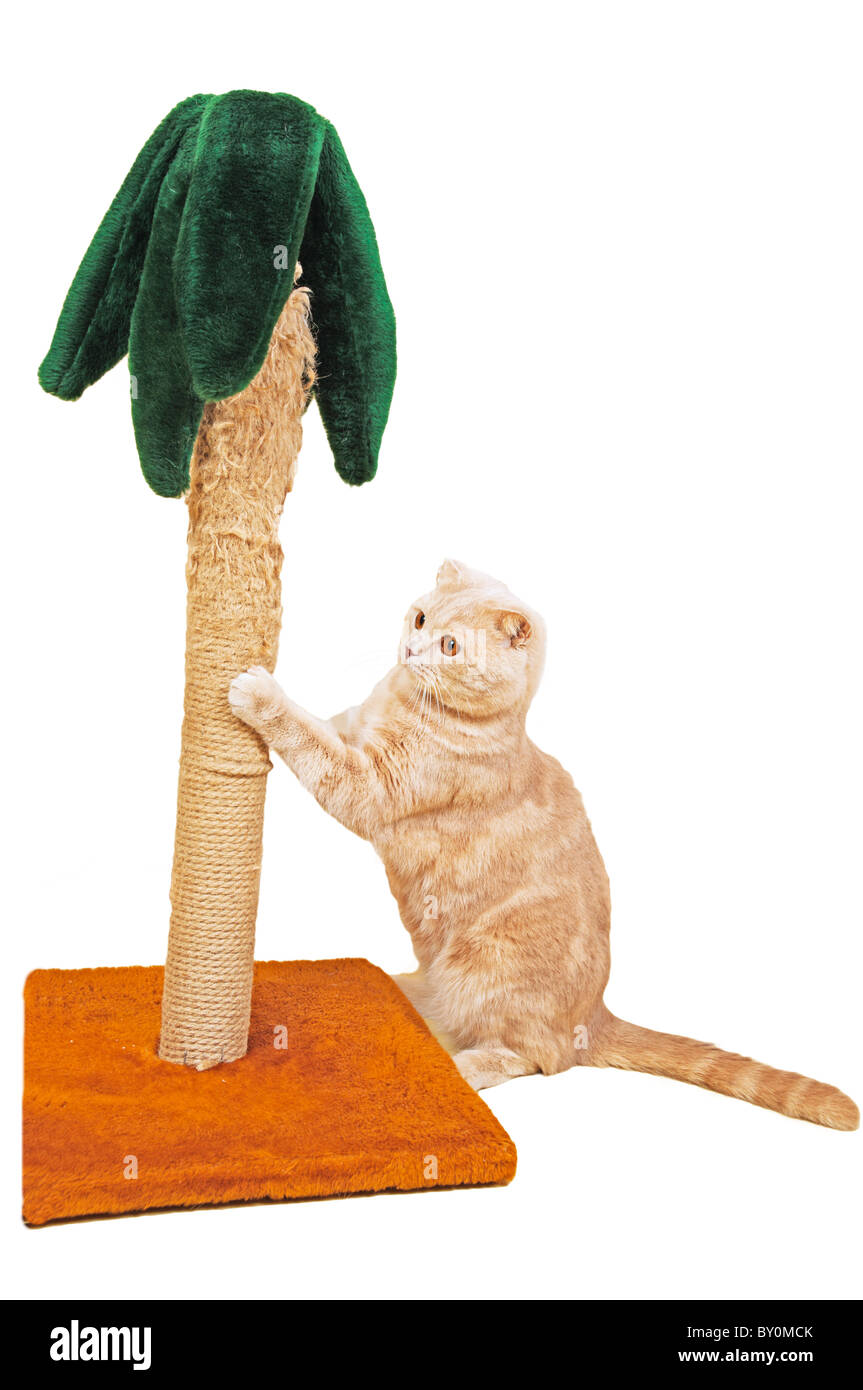 Sharpening its claws at tree Cut Out Stock Images & Pictures - Alamy