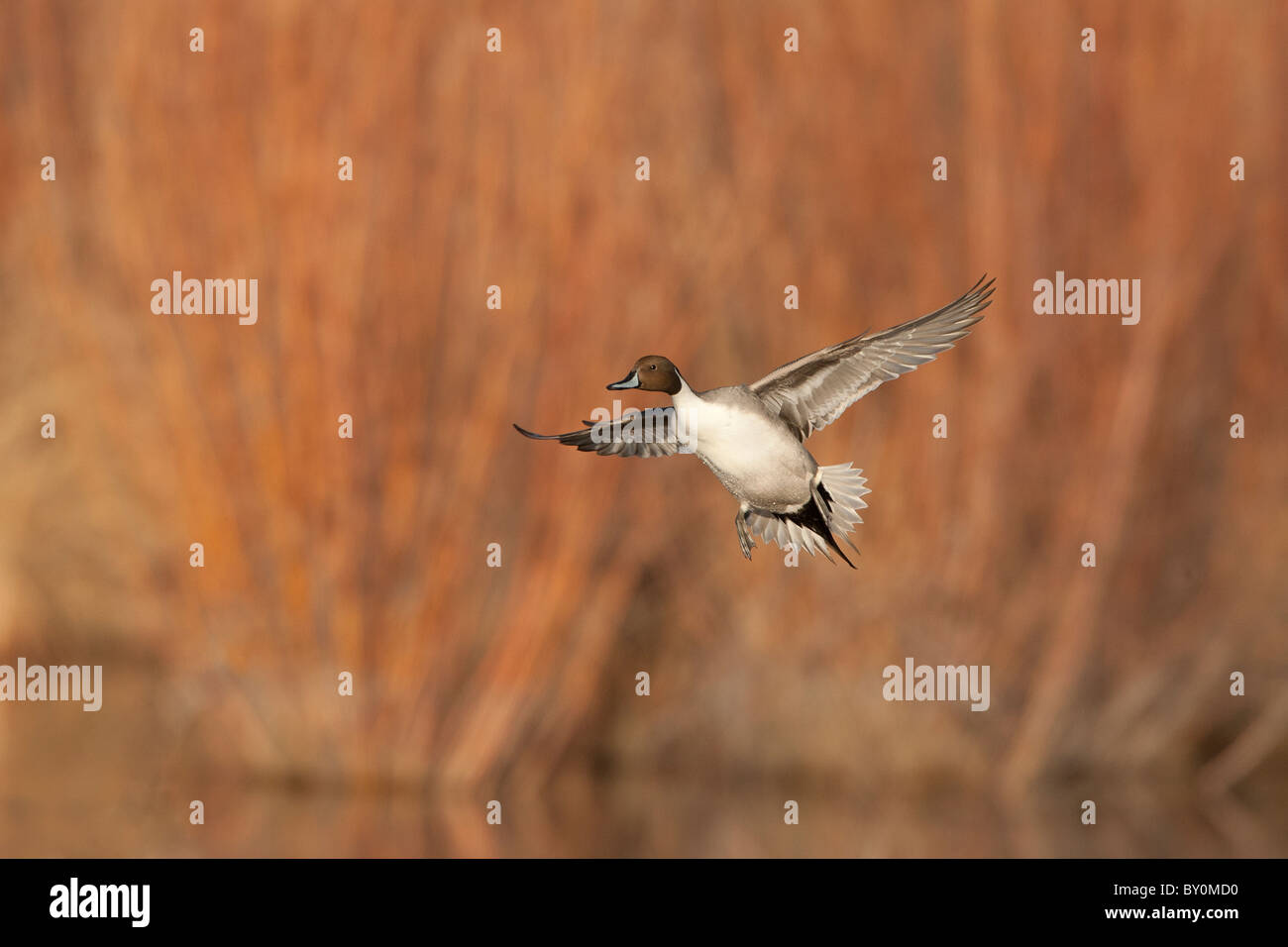 Pintail Duck Drakes Male Stock Photo - Alamy