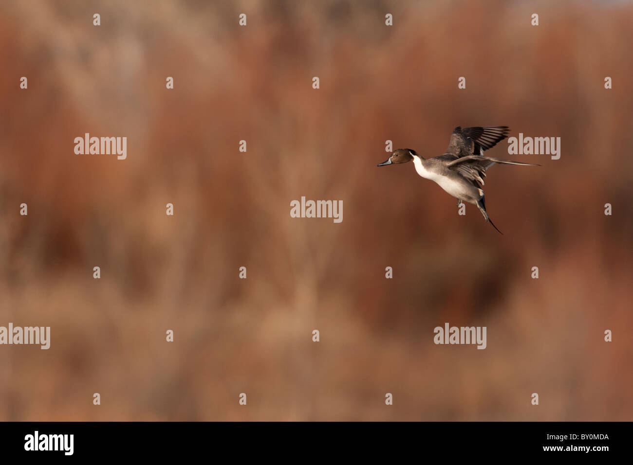Pintail Duck Landing High Resolution Stock Photography and Images - Alamy