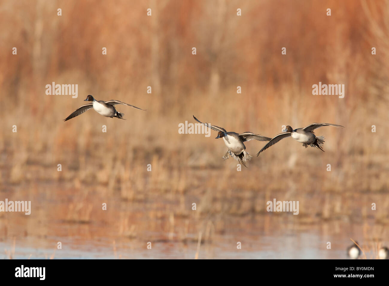 Pintail landing hi-res stock photography and images - Alamy