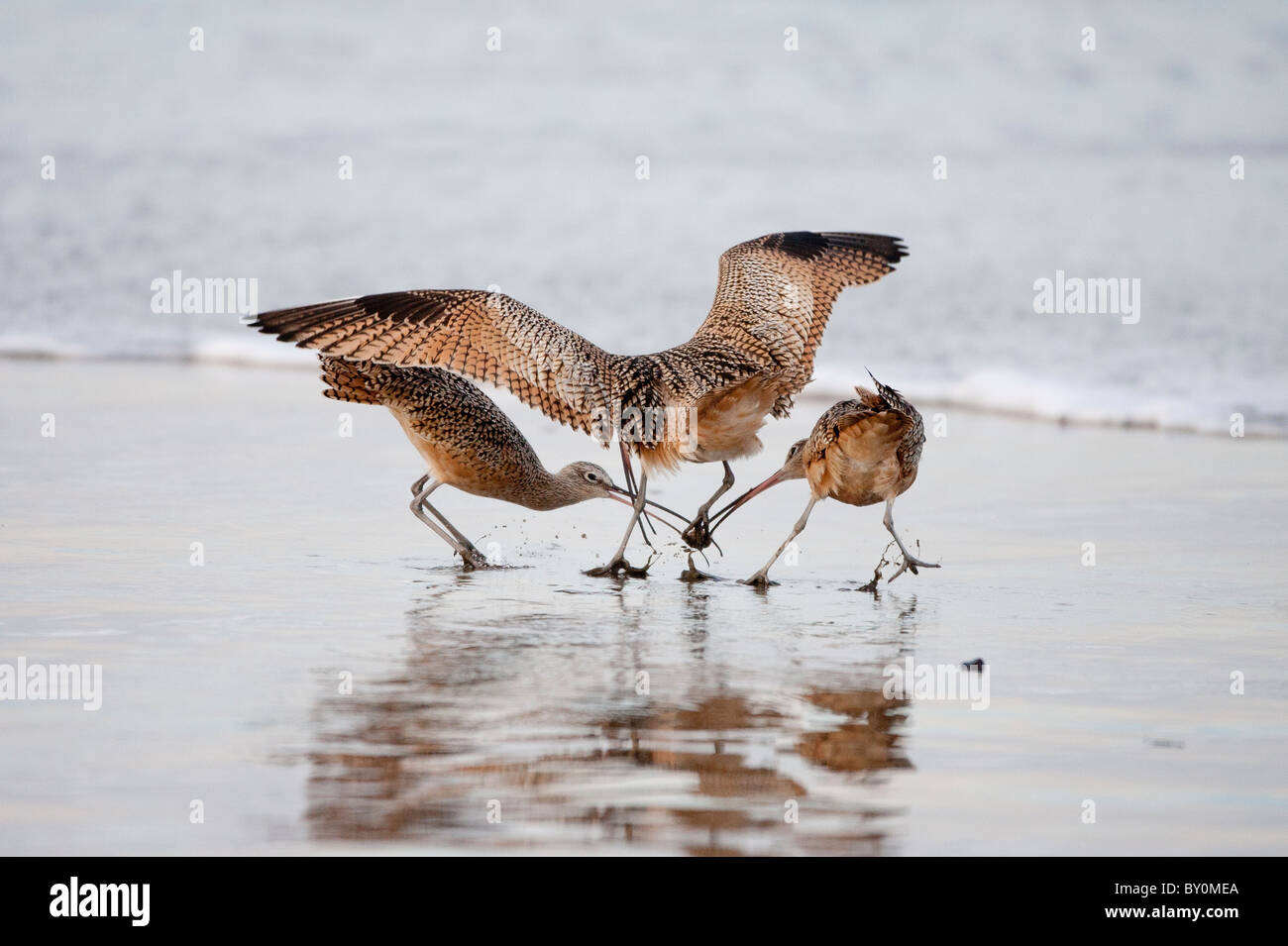 Curlews hi-res stock photography and images - Alamy