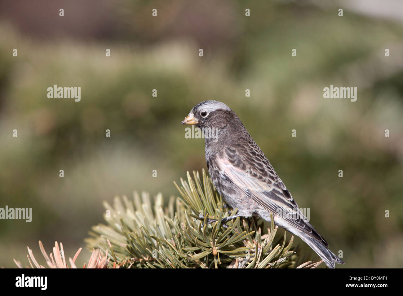 Black Rosy Finch Female Stock Photo - Alamy