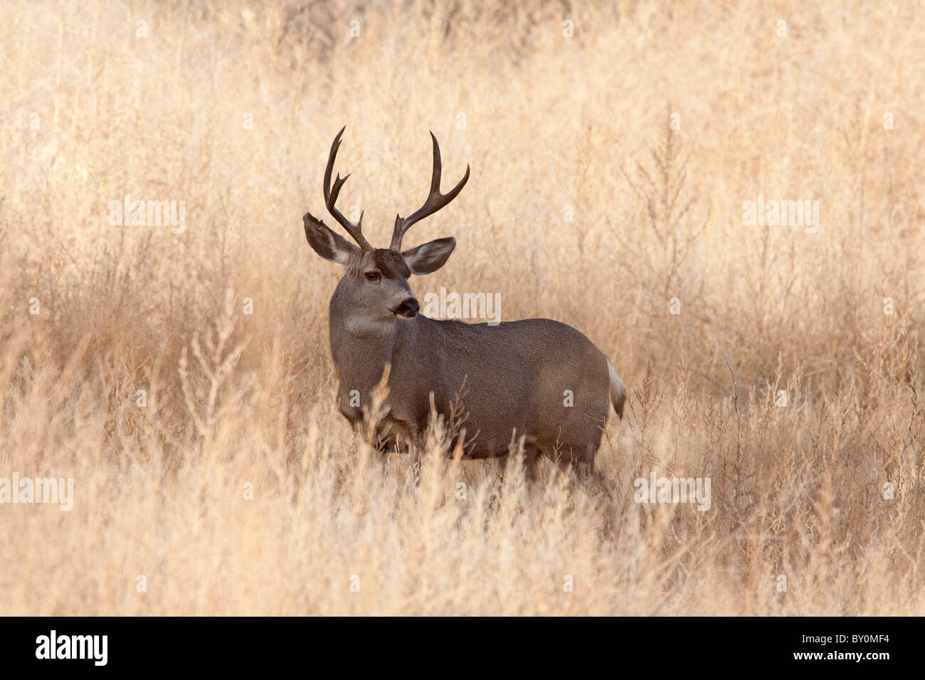Mule Deer Buck Stag Stock Photo - Alamy
