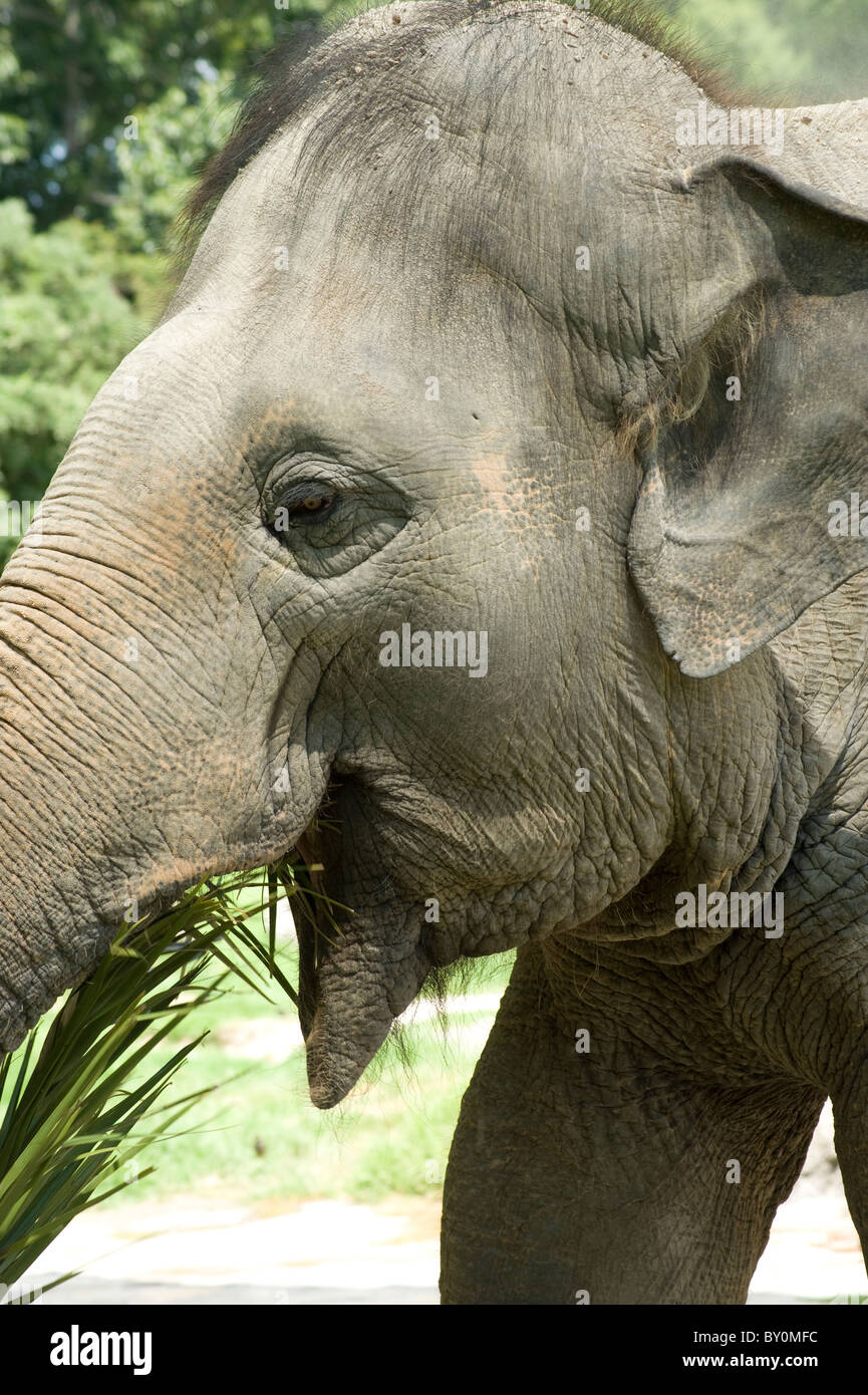 Elephant trunk eating hi-res stock photography and images - Alamy