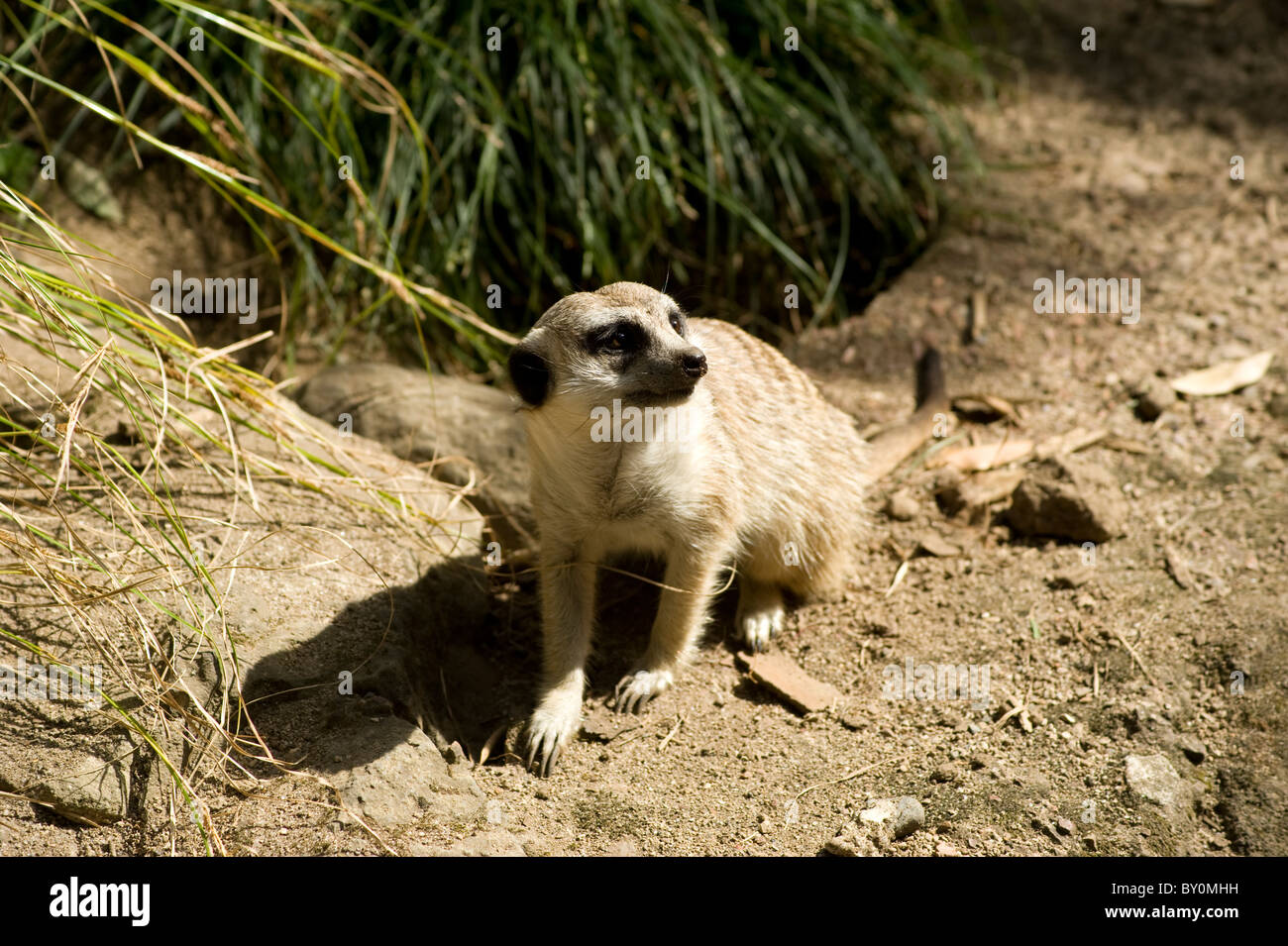 Meerkat crawling in sunshine Stock Photo - Alamy