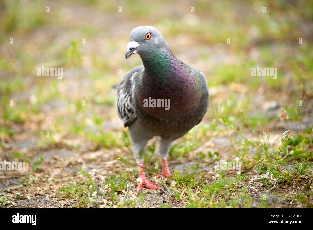 Frontal view of wild male common pigeon Stock Photo - Alamy