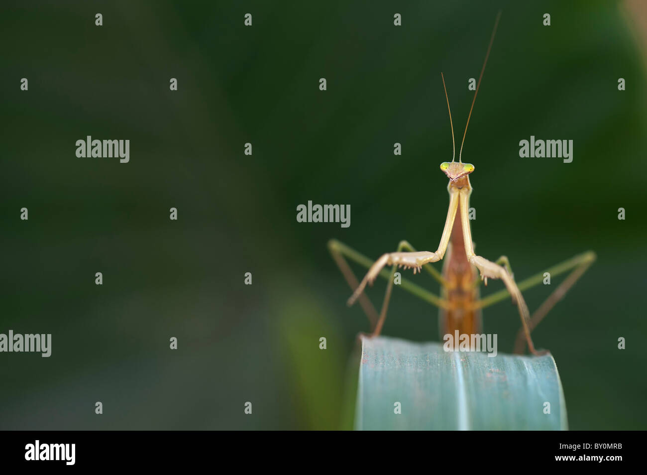 Mantis behaviour hi-res stock photography and images - Alamy