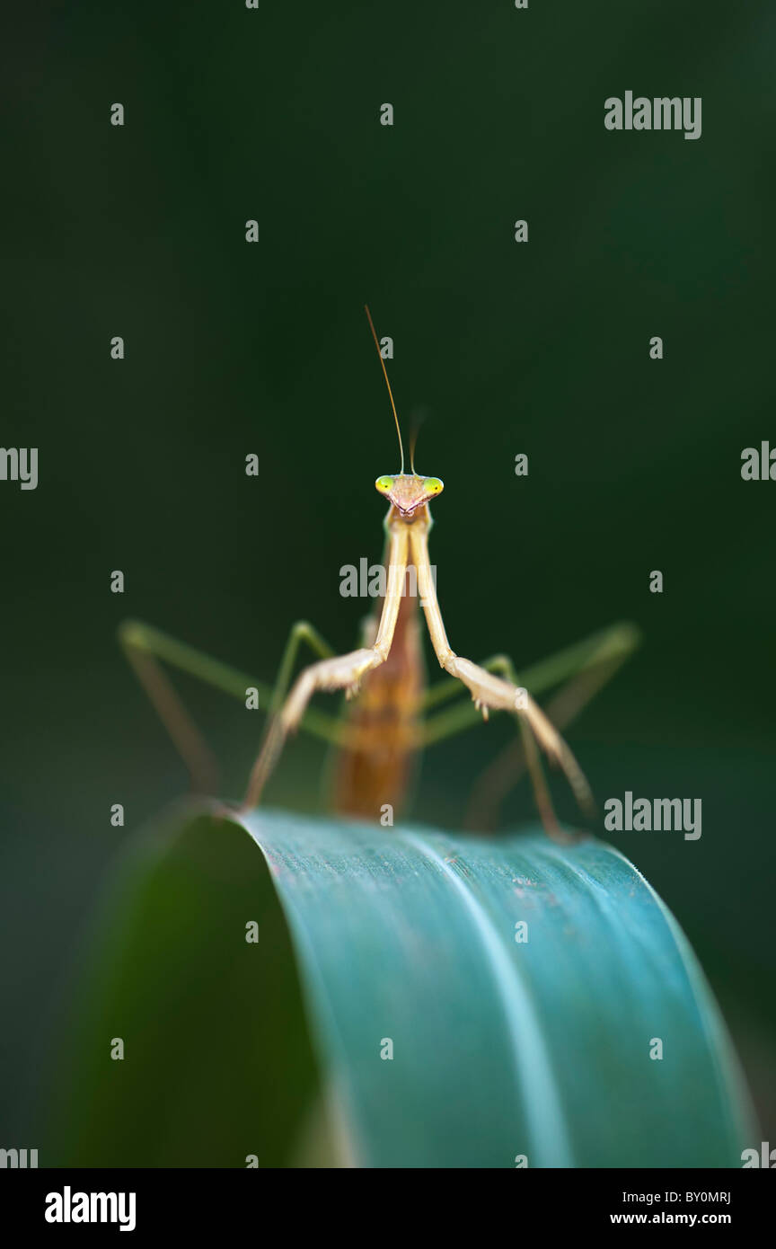 Praying mantis in india hi-res stock photography and images - Alamy