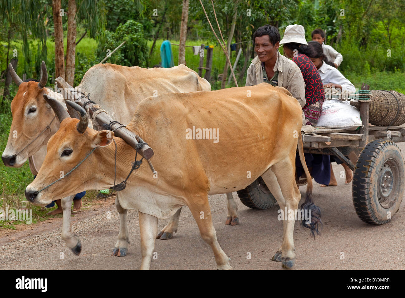 Cambodia cattle hi-res stock photography and images - Alamy