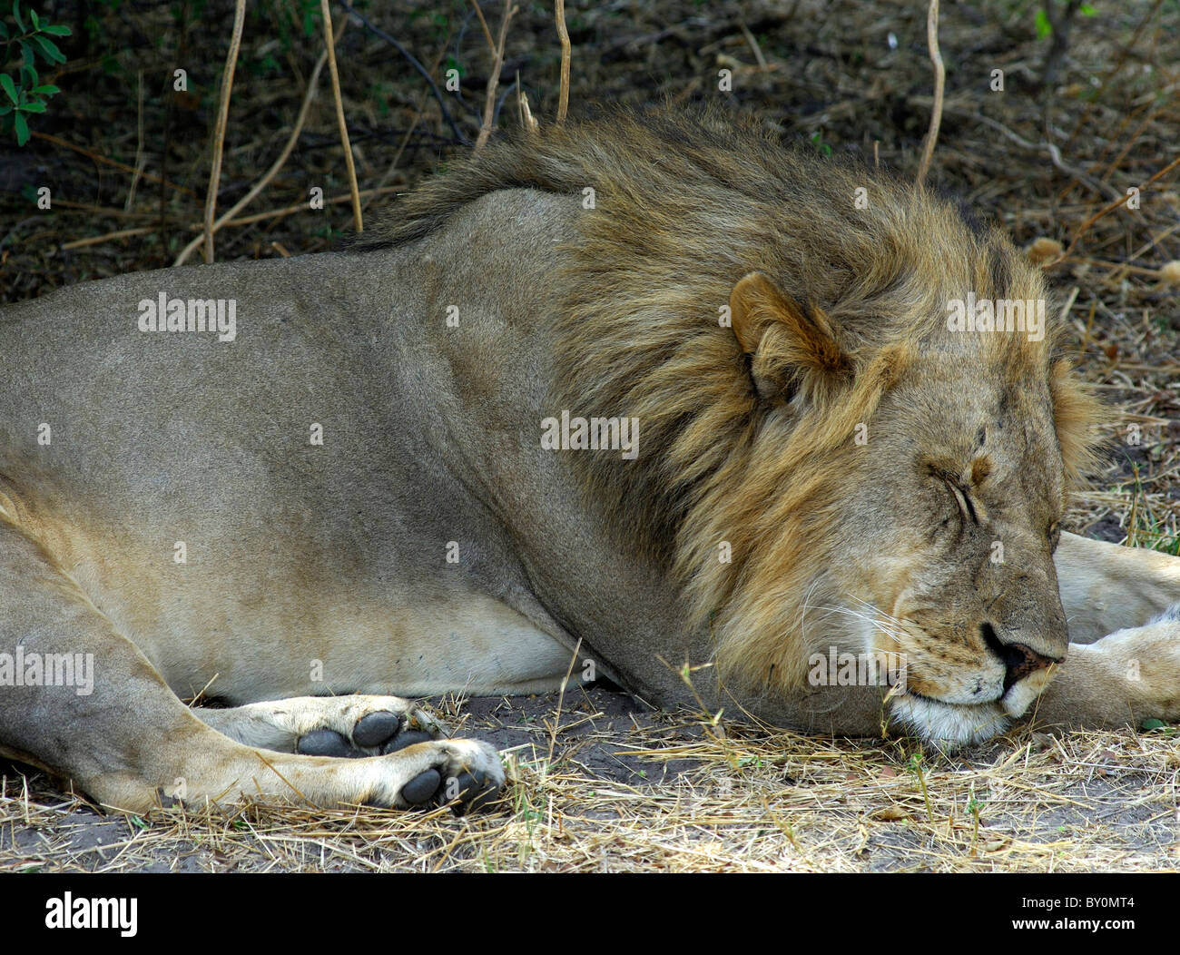 Sleeping Lion (Panthera leo), male, portrait, Moremi National Park ...
