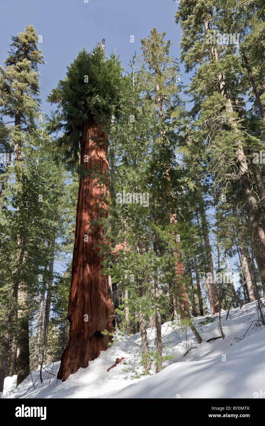 Sequoias are wonderful trees to view with overpowering size and color ...