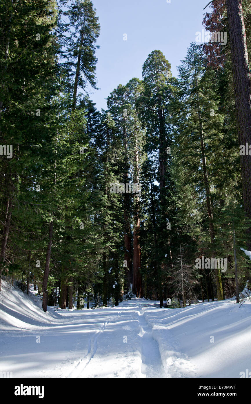 Sequoia national park winter travel hi-res stock photography and images ...