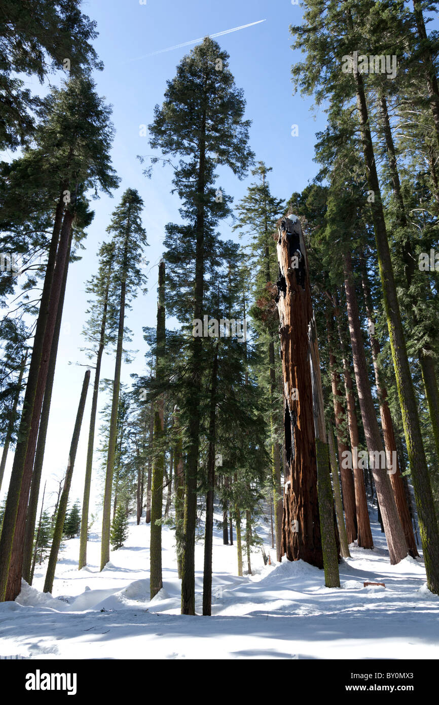 Tall Pine Trees On California High Resolution Stock Photography and ...
