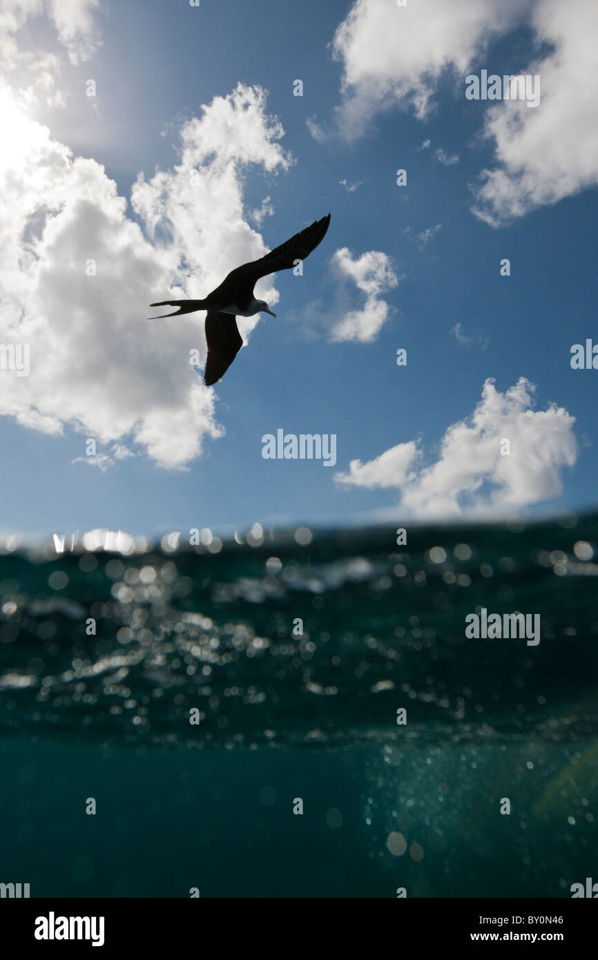 Frigate bird caribbean hi-res stock photography and images - Alamy