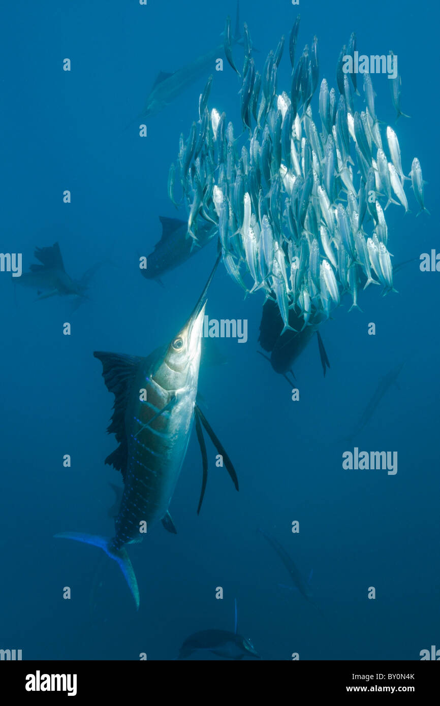 Atlantic Sailfish hunting Sardines, Istiophorus albicans, Isla Mujeres ...