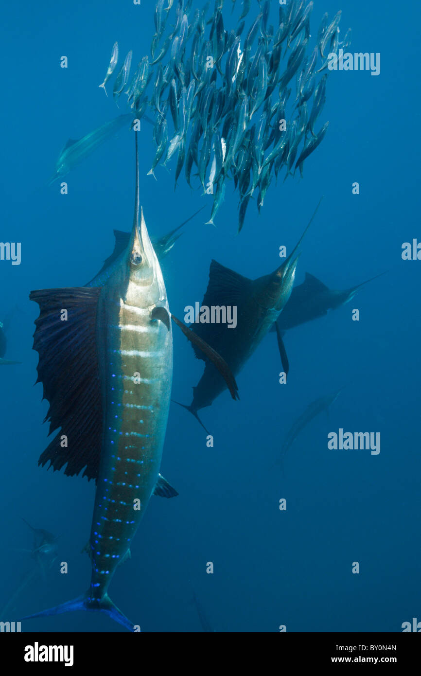 Atlantic Sailfish hunting Sardines, Istiophorus albicans, Isla Mujeres ...