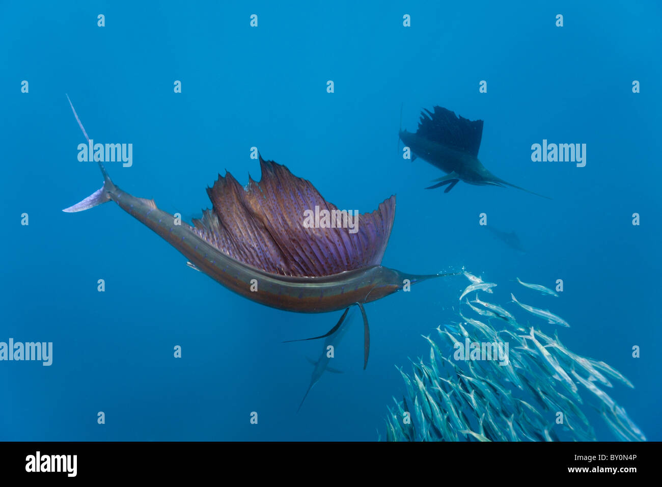 Atlantic sailfish istiophorus albicans hi-res stock photography and ...