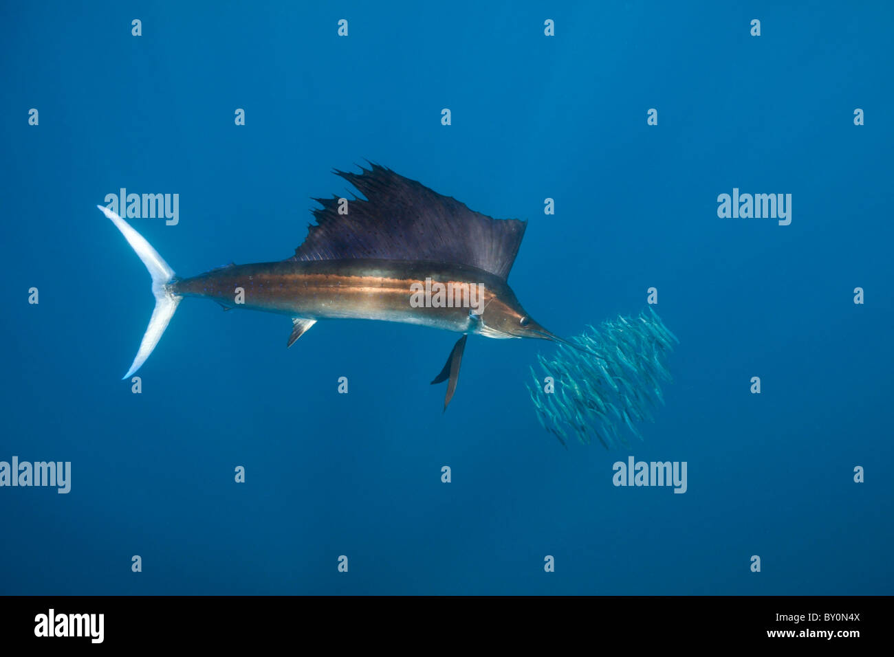 Atlantic Sailfish Istiophorus Albicans High Resolution Stock ...
