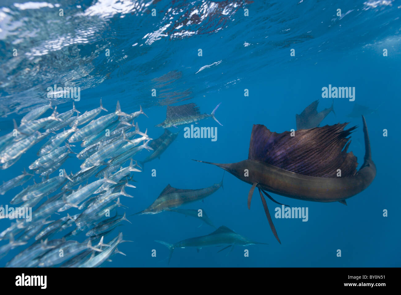 Atlantic Sailfish hunting Sardines, Istiophorus albicans, Isla Mujeres ...
